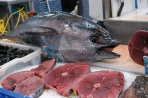 Tout savoir sur le thon.